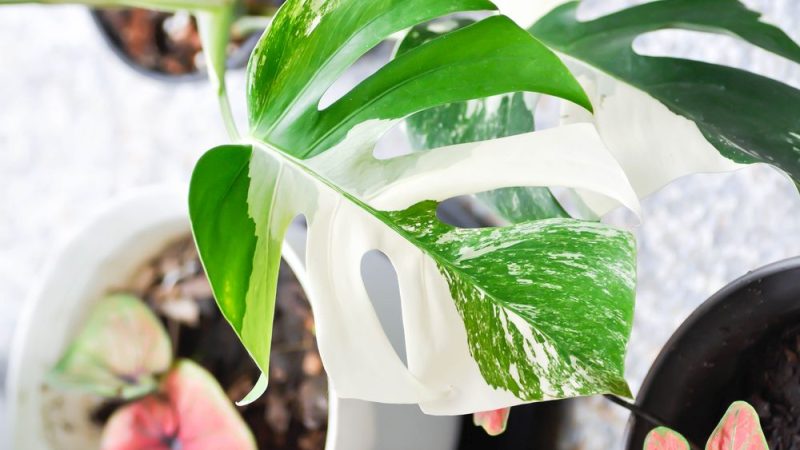 Monstera s bílými listy – proč je tak oblíbená a jak ji pěstovat