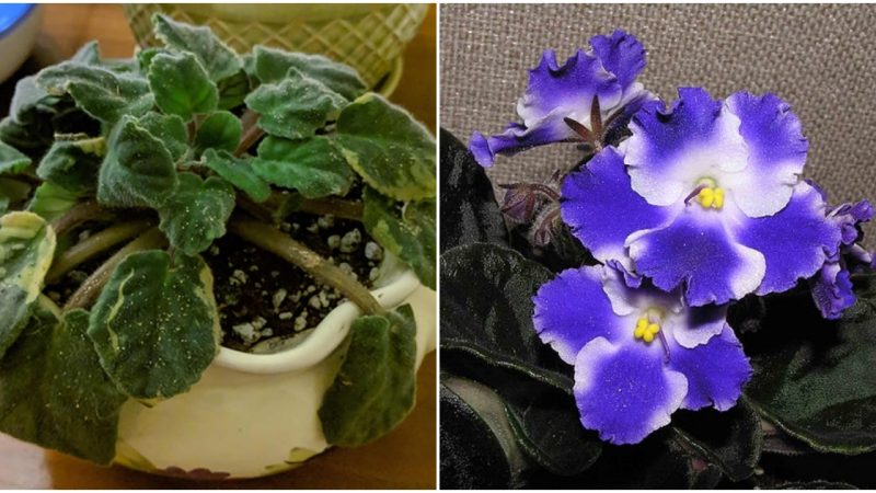 Fialka vám nikdy nepokvete, pokud ji budete mít na tomto místě