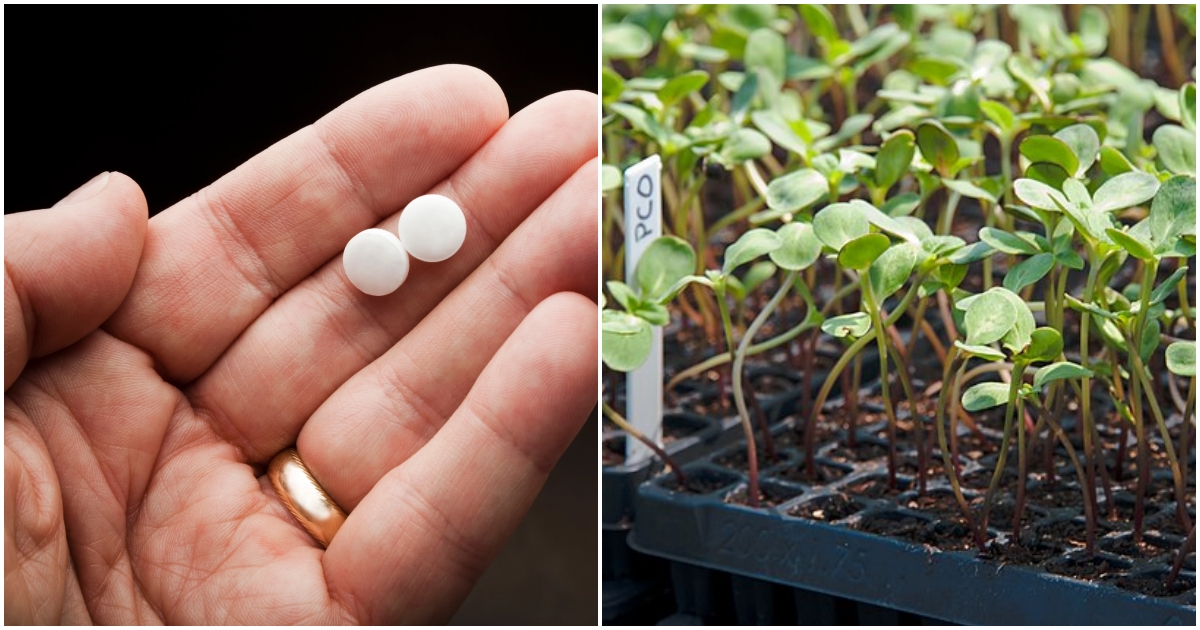 Jak zlepšit klíčení semen Aspirinem a proč vlastně pomáhá