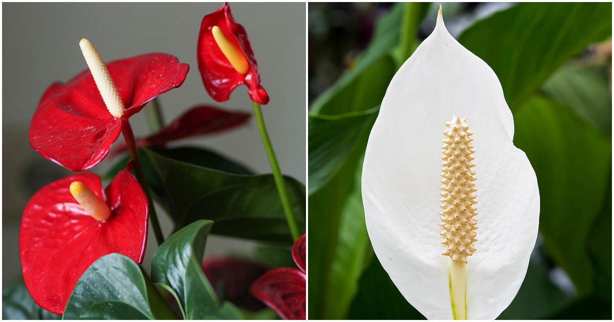 Kdo doma nepěstuje toulitku, ten se okrádá o zdraví