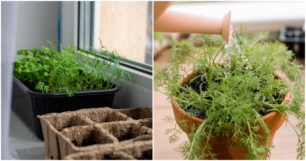 Jak snadno pěstovat kopr na parapetu a za 14 dní ho sklízet