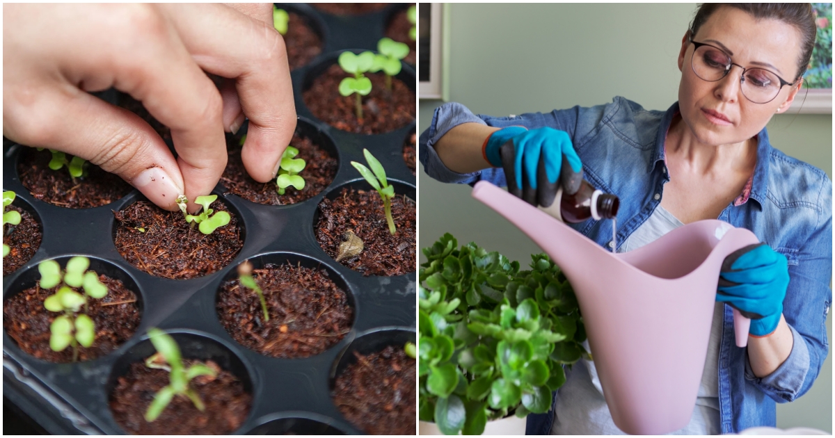 Prostředek z lékárny za pár korun několikanásobně urychlí klíčení semen