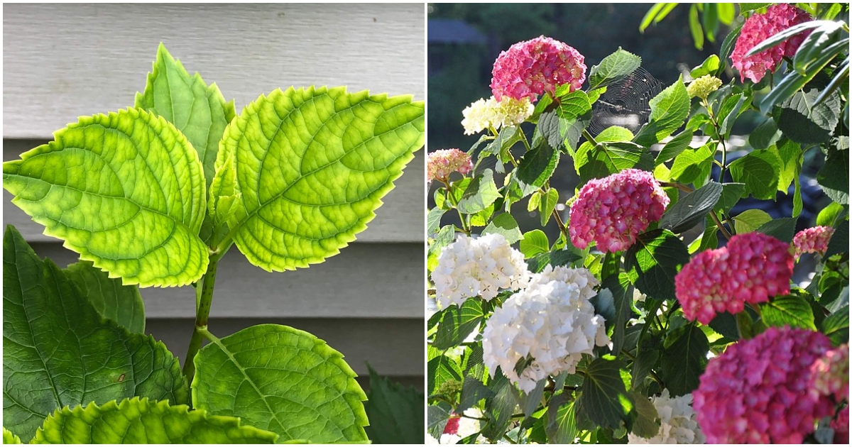 Hortenzie lze rozmnožit i za pomocí listových řízků, je to jednoduché