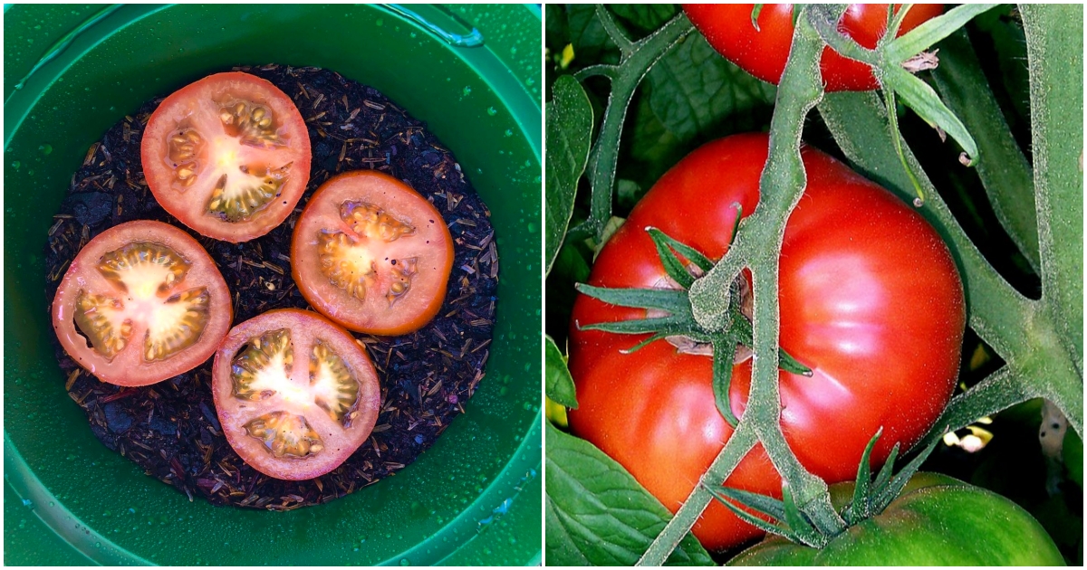 Z rajčete koupeného v obchodě si vypěstujete dalších 10 kousků