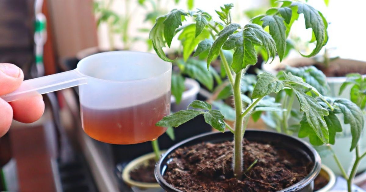 Sazenice rajčat po něm přímo prahnou. Stačí pár kapek