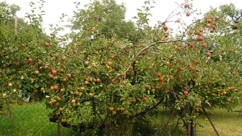 Hnojení jabloní, které zdvojnásobí úrodu během sezóny