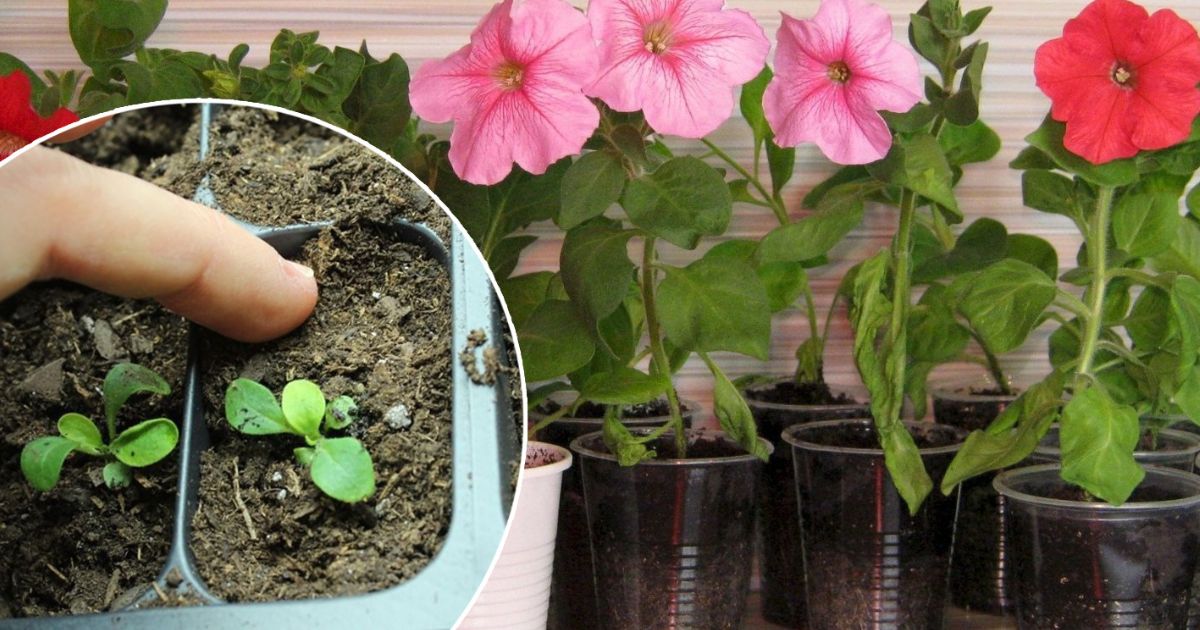 Perfektní lidový trik pro pěstování petúnií v roce 2023