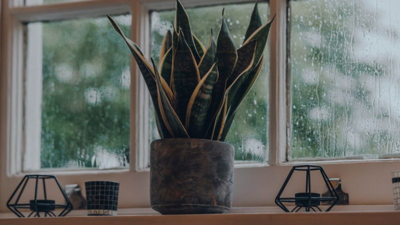 Tchýnin jazyk jako zázračná rostlina – pomůže se spánkem i čistotou