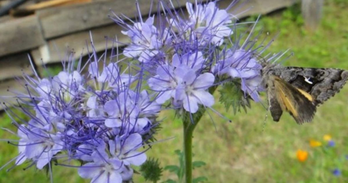 Jediná rostlina nahradí hnůj a udělá půdu úrodnější