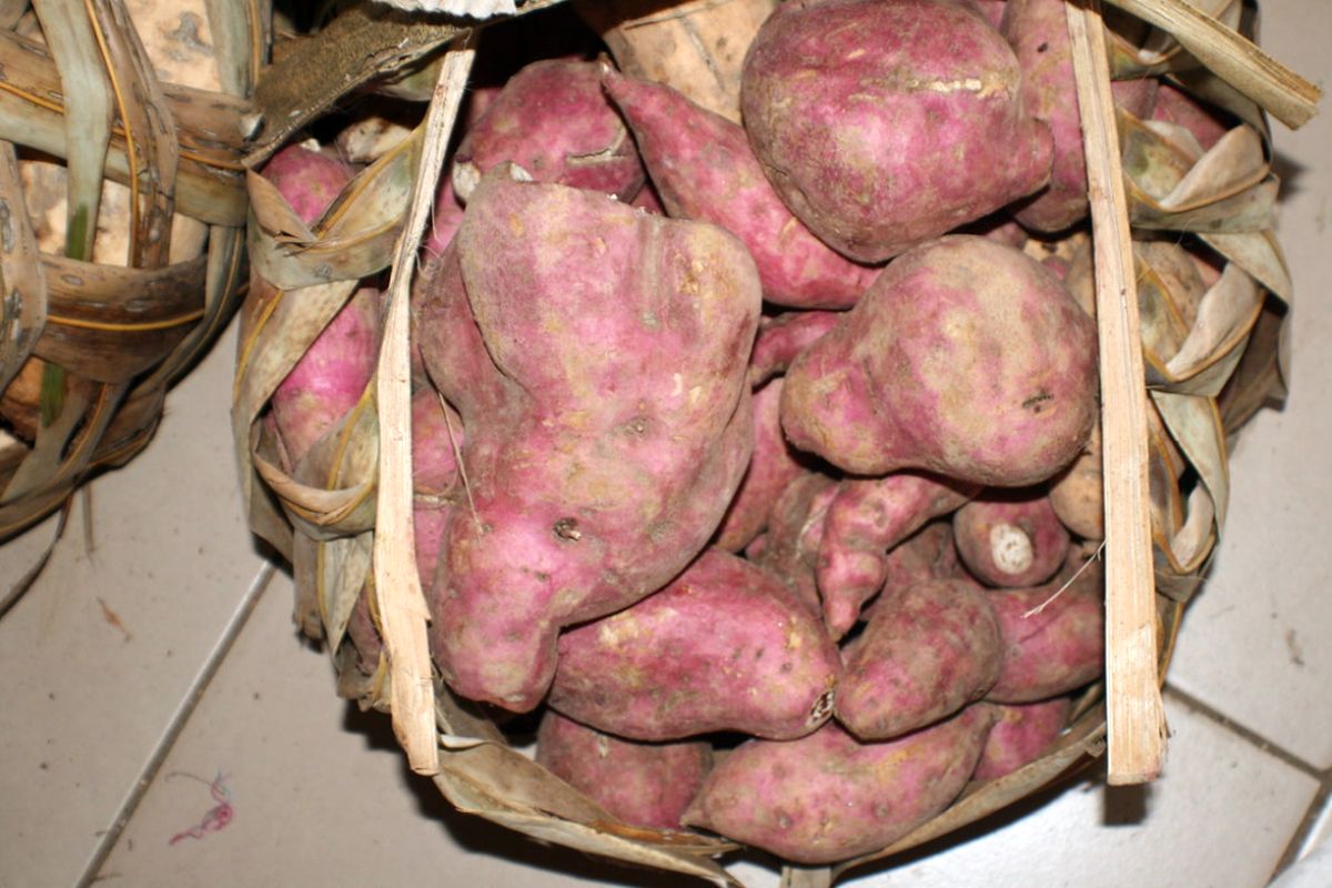 Pěstování batátů je jednoduché. Zásoba bude na celou zimu