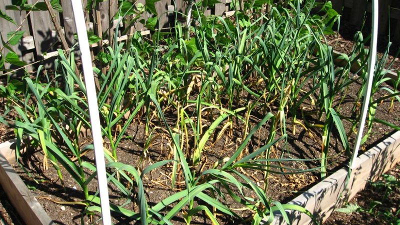 Už žádné žluté listy česneku a cibule, jen jediná zálivka