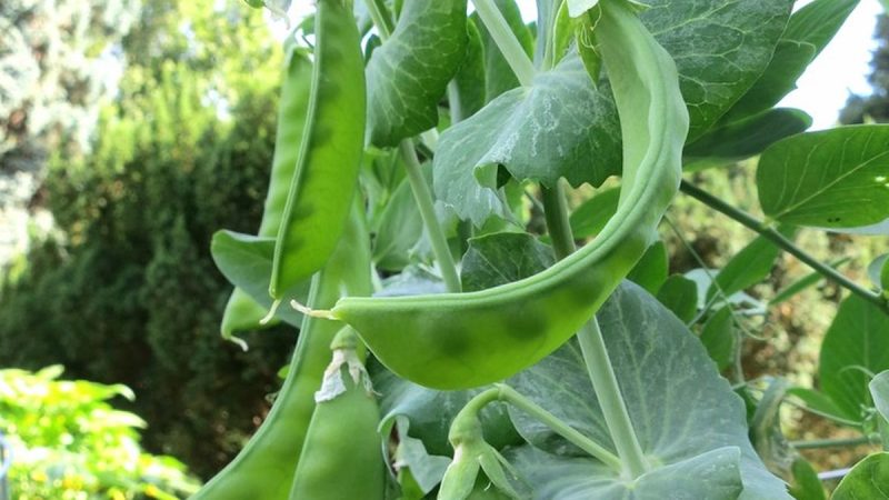Obrovská úroda hrachu zaručena. Zásoba bude na celou zimu
