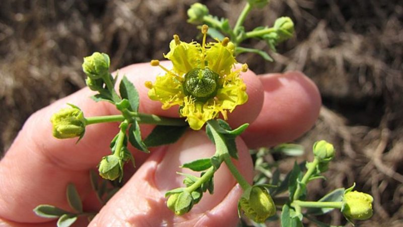 Zasaďte je na zahradě, mravenci se už na ní neukážou