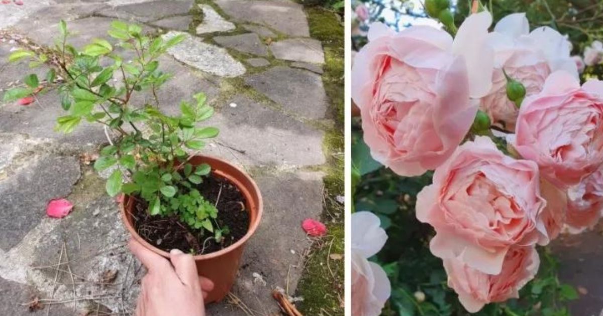 Trik na sázení růží v roce 2023. Bohaté kvetení zaručeno