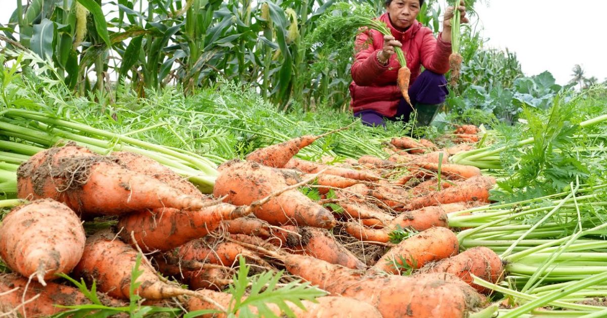 Cesta k dosažení luxusní úrody mrkve krok za krokem