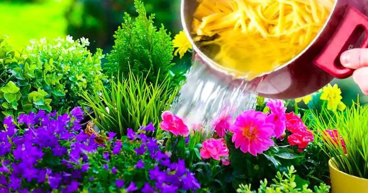 Vodu po vaření těstovin nevyhazovat, vyživí všechny rostliny