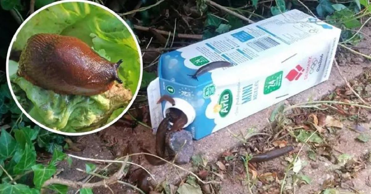 Domácí past na slimáky. Za dvě hodiny 45 pochytaných