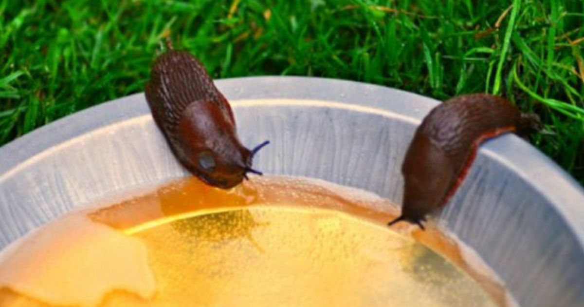 Domácí past na slimáky. Během 12 hodin všichni zmizí