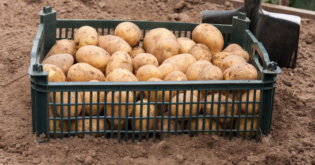 Kdo chce obří úrodu brambor, musí vzít do ruky manganistan draselný