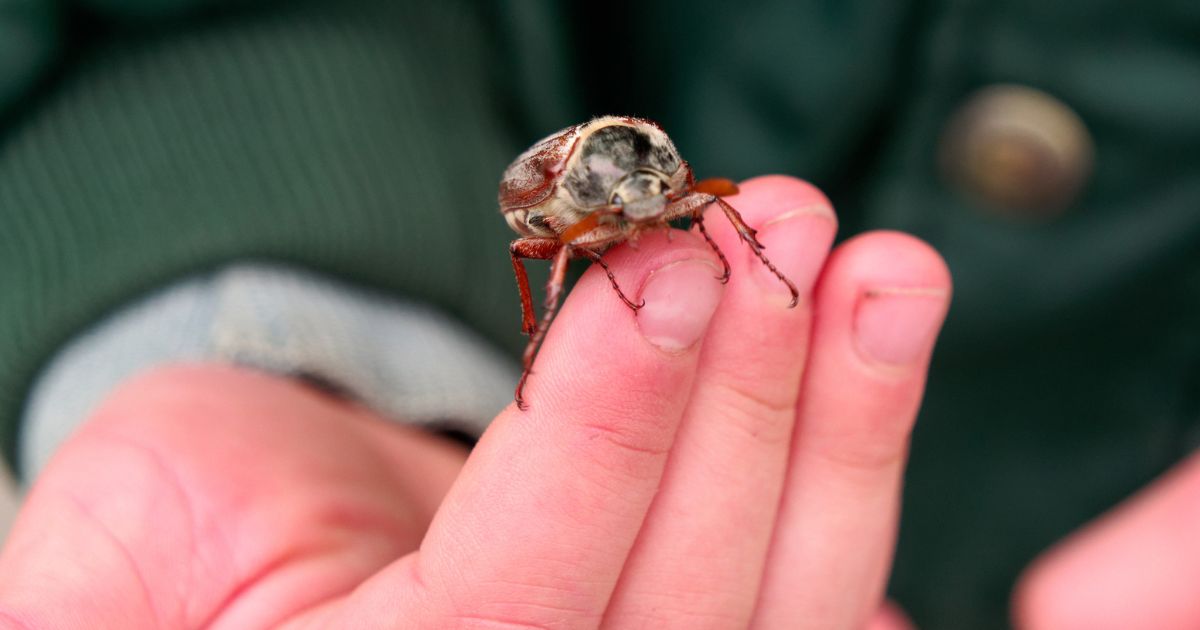 Chrousti se na zahradě už neukáží, vyžene je jediná potravina