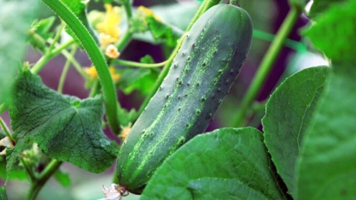 Okurky sklízíme i v listopadu, chce to jen znát trik za 10 Kč