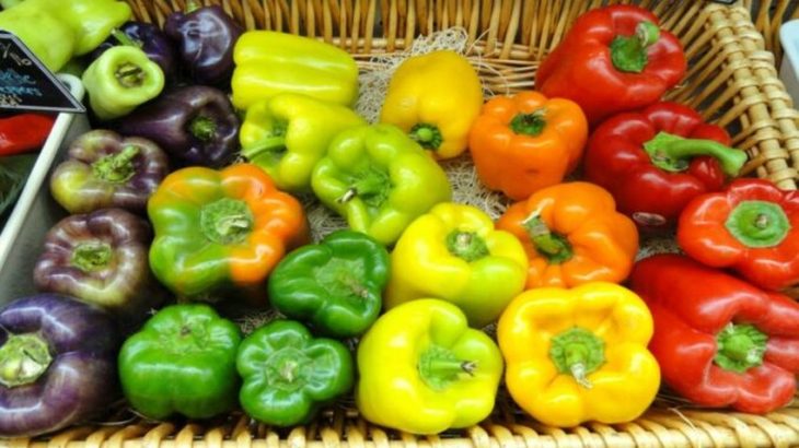 Obří úroda paprik v roce 2023. Jednoduché domácí hnojivo