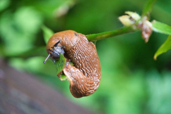 Takhle profi zahradníci odhání slimáky. Tato metoda funguje už za 20 minut