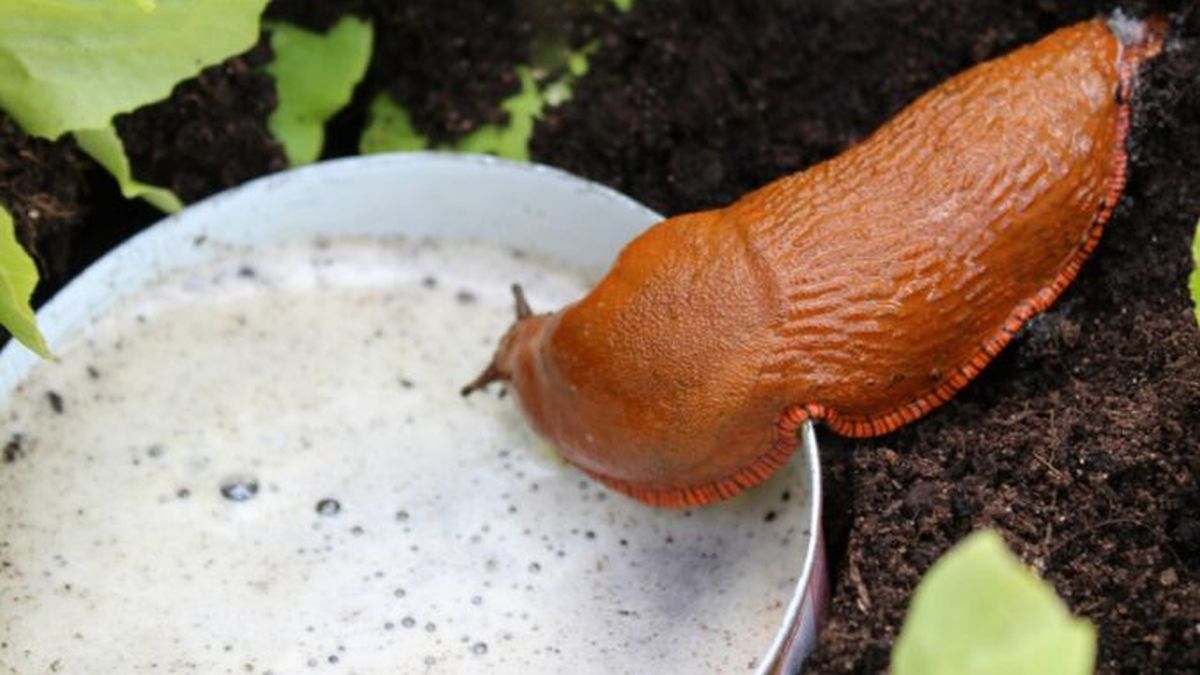 Nejlepší past na slimáky. 50 kousků za pouhých 60 minut