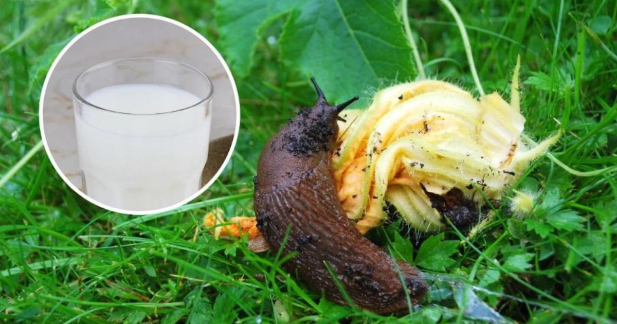 Slimáci se na zahradě neobjevily už 5 let. Tohle je důvod
