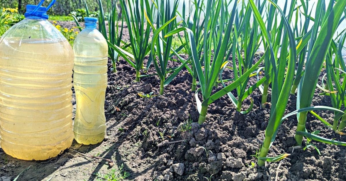 Už žádné žluté listy česneku a cibule, jen jediná zálivka