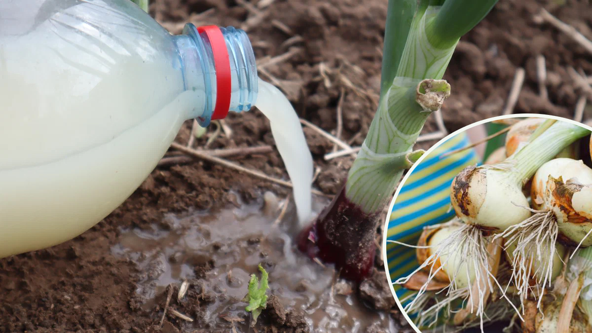 Rekordně obří palice cibule. Zázračná zálivka z babiččina almanachu