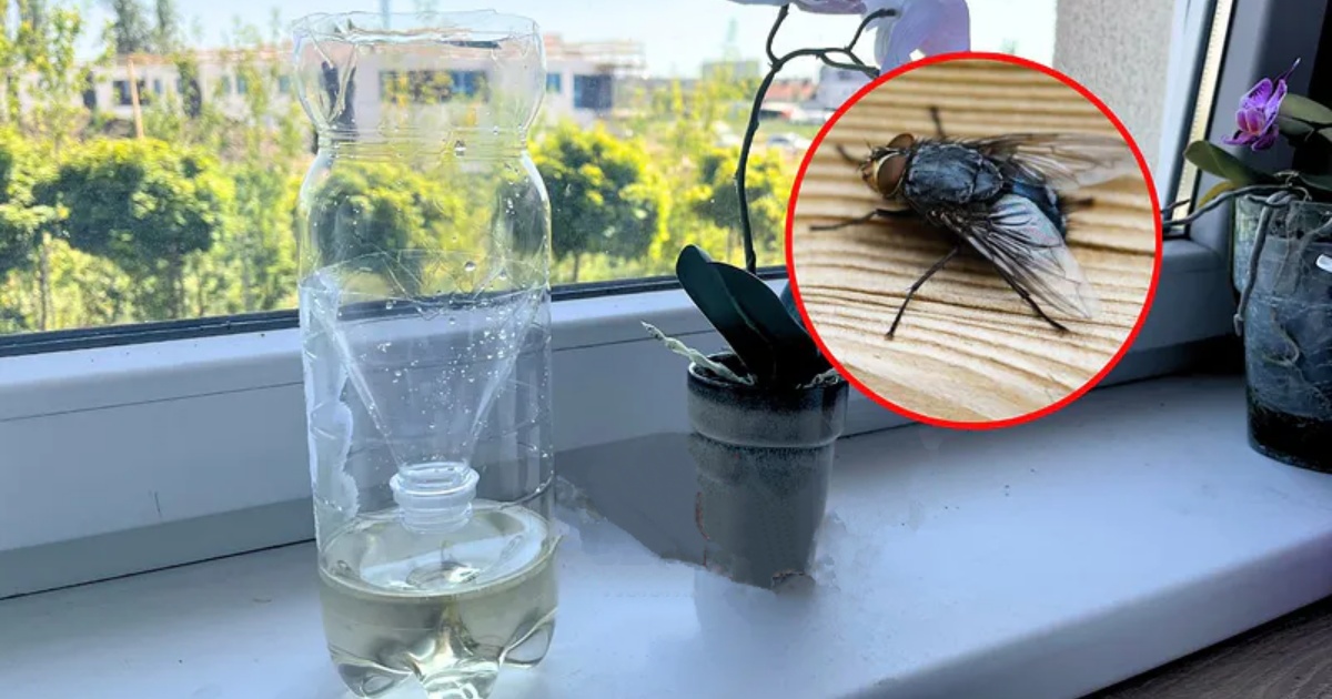 Už žádné otravné bzučení. Tahle past pochytá všechny mouchy