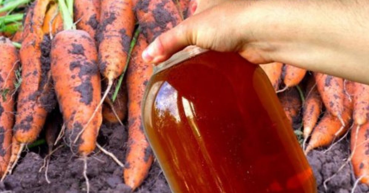 Mrkve tolik, že ji můžete prodávat. Jen jediné lidové hnojivo