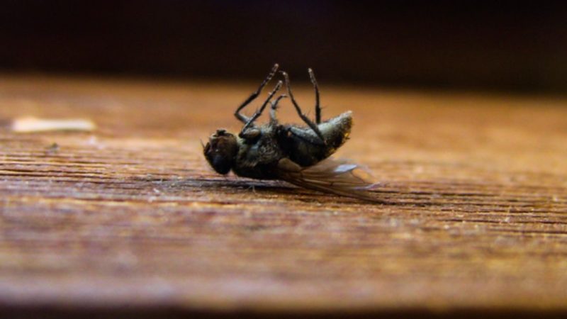 Už žádné otravné bzučení. Tahle past pochytá všechny mouchy