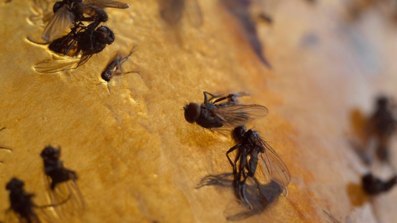Mouchy se do domu už nikdy nevrátí, tohle k smrti nenávidí