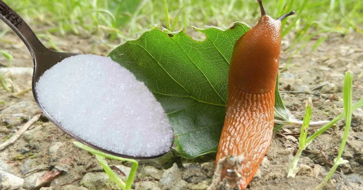 Takhle profi zahradníci odhání slimáky. Tato metoda funguje už za 20 minut