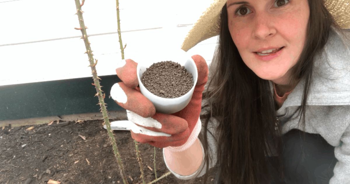 Růže vykvetou už za týden. Lidová domácí hnojiva