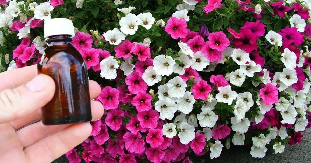 Petúnie kvete jak šílená: Pár kapek a je obalená květy po dobu 11 měsíců