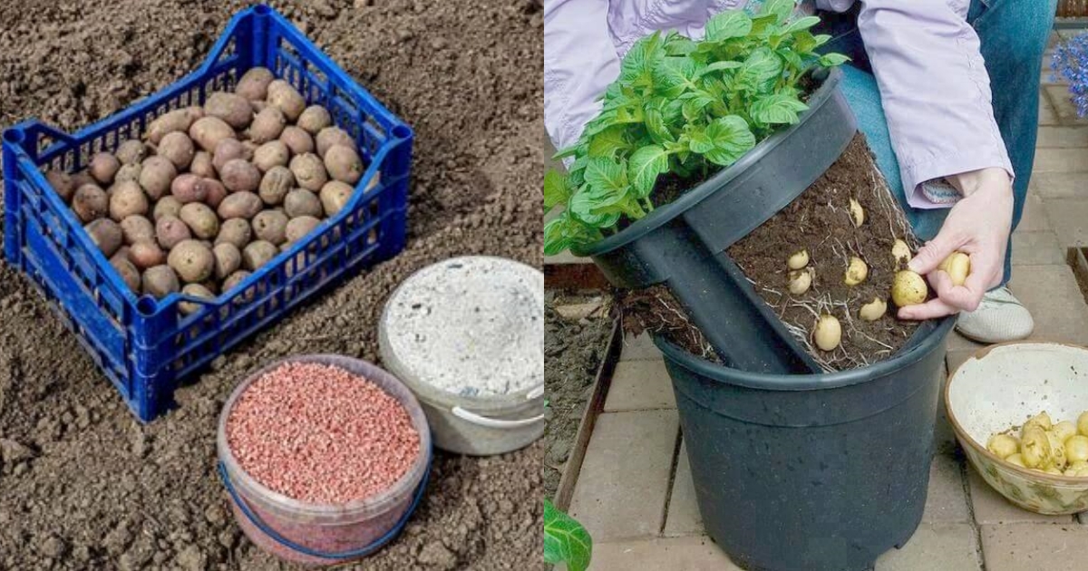 Úroda brambor tak velká, že se ani nevejde do sklepa. Jen 1 hnojivo