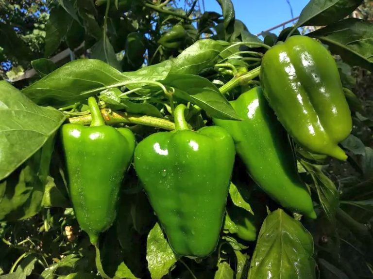 Luxusní nakládané papriky z babiččina almanachu (RECEPT)