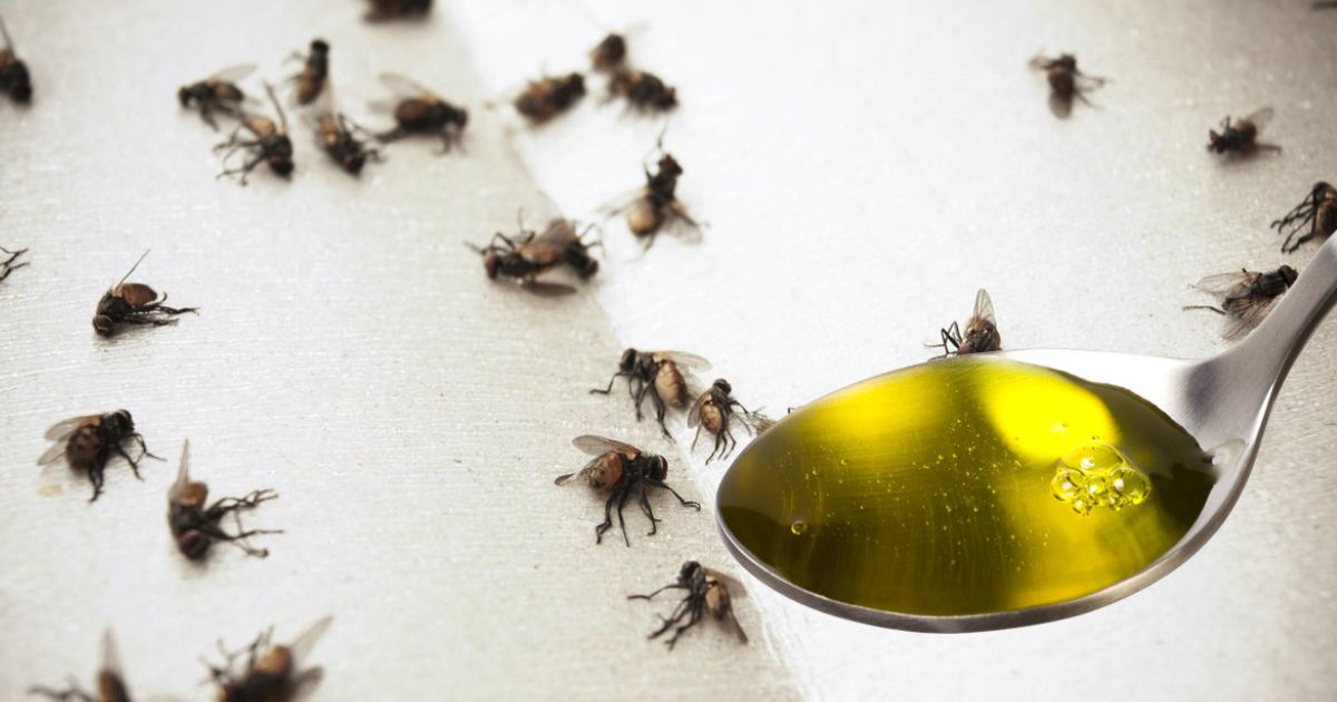 Už žádné mouchy v domě: Tahle věc jim nedovolí se k němu přiblížit