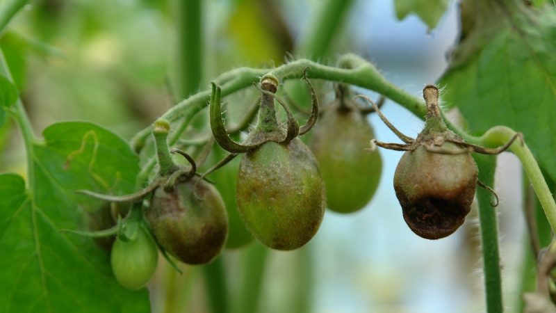 Nejlepší postřik proti plísni rajčat. Večer použijete a ráno je pryč