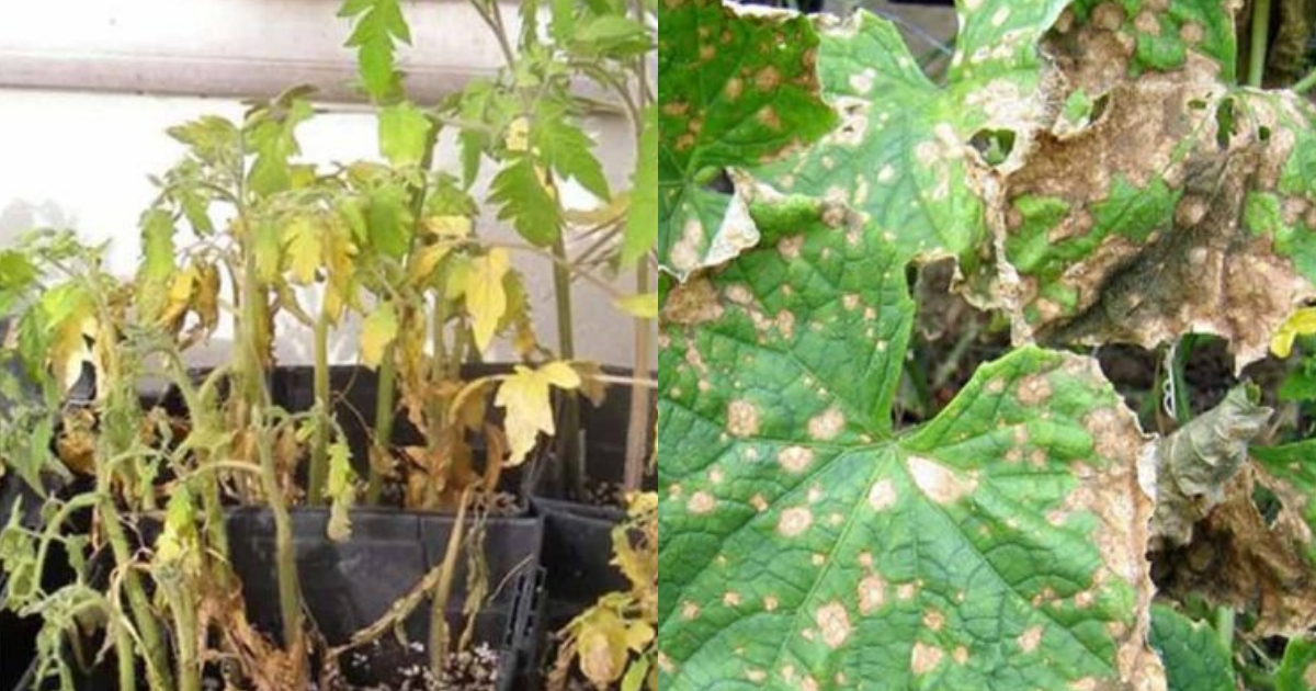 Pokud listy vašich rajčat vypadají takhle, pozor. Můžete přijít o úrodu