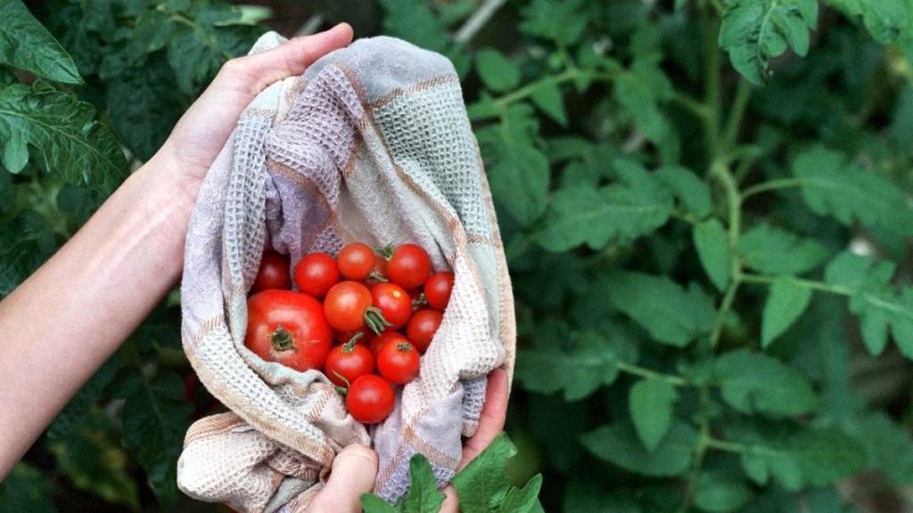 Lidová zálivka pro rajčata z dob ČSSR: Rostou jako šílená, stačí 1 zalití