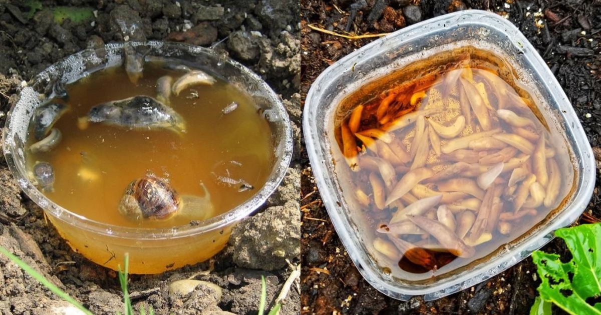 Nejlepší past na slimáky: 40 kousků za hodinu a zahrada jen kvete