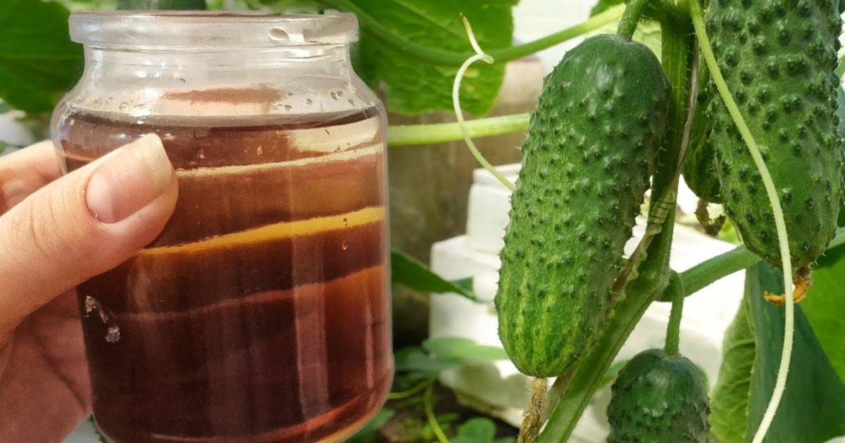 Okurky budou plodit až do listopadu: Pomůže jediná surovina ze spíže