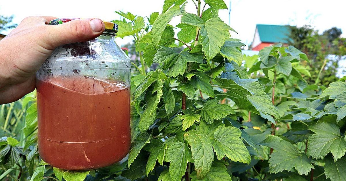 Rybíz bude plodit 2x více. Vesnická zálivka za pár kaček