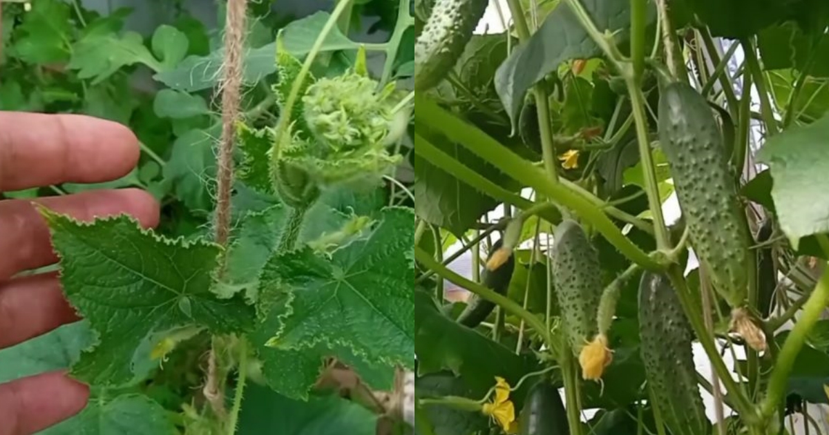 V srpnu takhle okurky omladím a v září jsou o 50 % větší