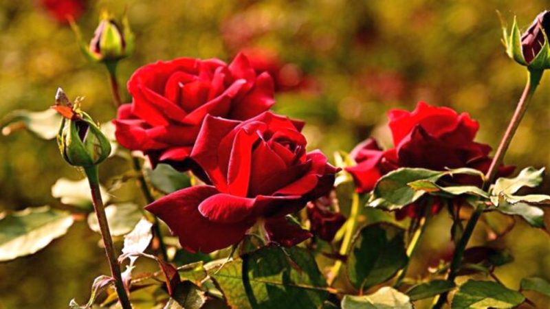 Růže kvetou celou zimu: Tuto řešení stojí 15 Kč. Zkusíte to také?