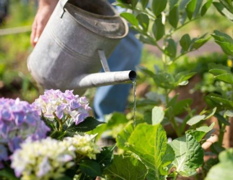 Hotový zázrak: Hodila je k hortenziím a vykvetly za 24 hodin